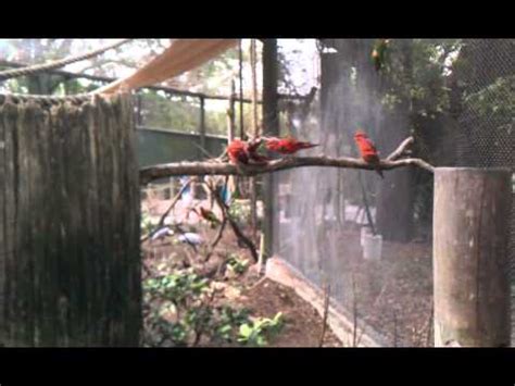 Two Birds Having Sex At Busch Gardens YouTube