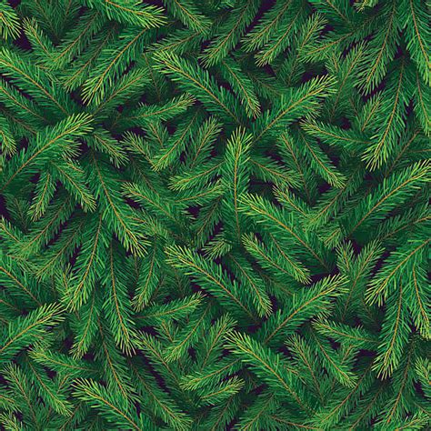 Pine Tree Branch Texture