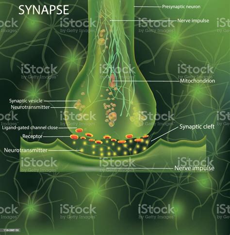 뉴런 과학적 명칭 구조 시냅스 신경 세포와 신경 세포 뇌의 신호 살아있는 유기체에서 충동의 과도 벡터 일러스트레이션 수용체에 대한 스톡 벡터 아트 및 기타 이미지 Istock