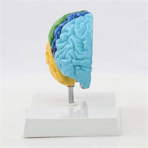 Right Hemisphere Of Brain Human Body Model Fruugo Uk