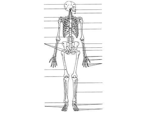 Full Human Skeleton Quiz