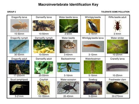 Ppt Macroinvertebrate Identification Key Group 1 Do Not Tolerate Pollution Powerpoint
