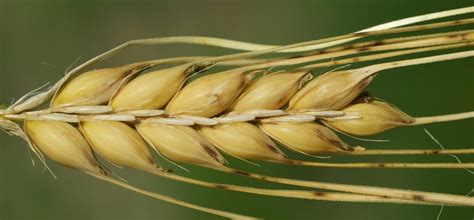 Ячмень польза вред и применение в медицине