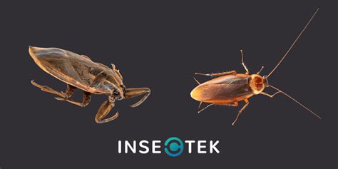 Water Bug Vs Cockroach What Is Infesting Your Home Insectek Pest Solutions