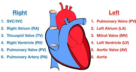 Heart Blood Flow Simple Anatomy Diagram Cardiac Circulation Pathway