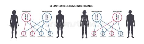 X Linked Inheritance Stock Illustrations 42 X Linked Inheritance Stock Illustrations Vectors
