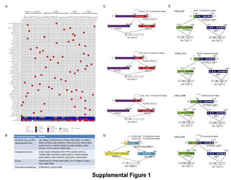 Rna Seq Of 272 Gliomas Revealed A Novel Recurrent Ptprz1 Met Fusion Transcript In Secondary