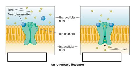 Ionotropic Receptors Diagram Quizlet