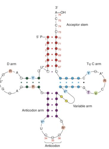 Topic 31 Protein Synthesis Focus On Trna Structure Function And Loading Flashcards Quizlet