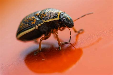 7 Types Of Beetles In Florida