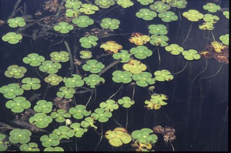 Marsilea Mutica Australian Plants Society