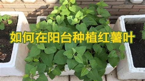 如何种植地瓜叶红薯叶才能一茬接一茬吃不完地瓜叶种植方法及生长过程 Planting sweet potato leaves