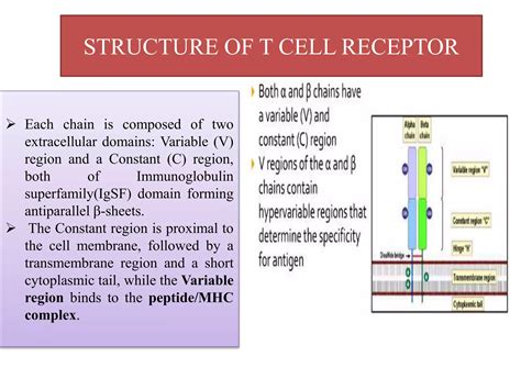 T Cell Receptor Pptx