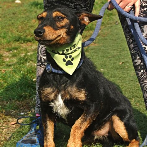 Balfi Aska Alapítvány