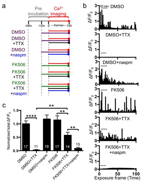Synaptic Scaling Restored Ca2 Signals Via Fk506 Induced Cpars A Download Scientific Diagram