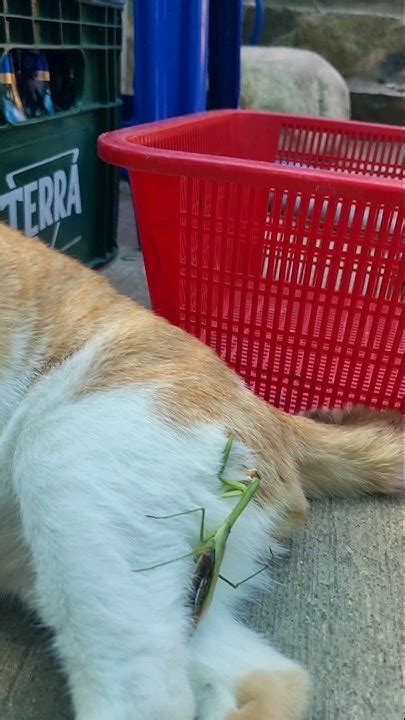 으악 이게 뭐야 사마귀 붙은🐈‍⬛ 고양이 Youtube