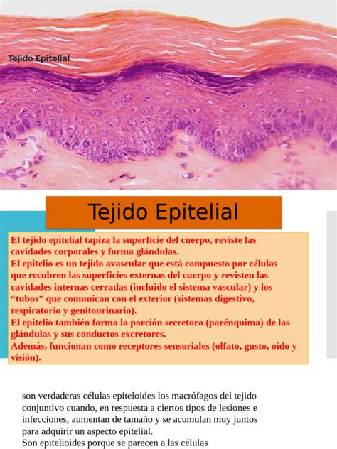 5 Tejido Epitelial Edid Pdf Epitelio Adhesión Celular