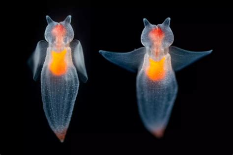 The Beautiful Mysteries Of Sea Angels The Liquid Earth