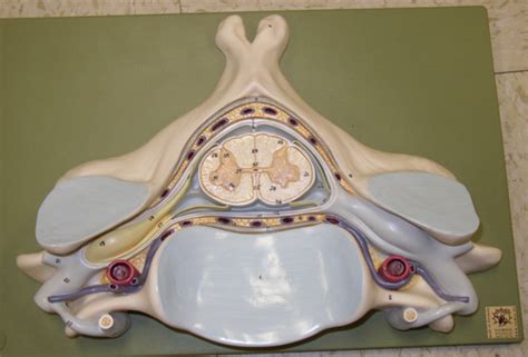 Spinal Cord Pt 1 Diagram Quizlet