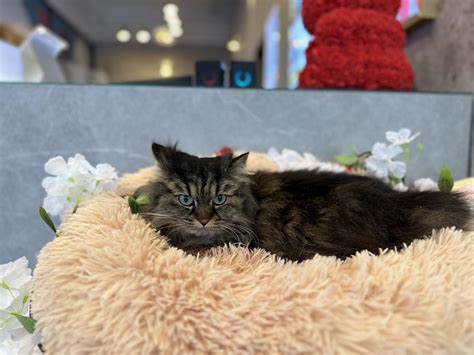 페르시안 또롱이 래브라도리트리버입양 닥스훈트입양 도베르만입양 말티치입양 말티폼입양 빠삐용입양 사모예드입양 스피츠입양 시바견입양 시베리안허스키입양 시츄입양 요크셔테리어입양