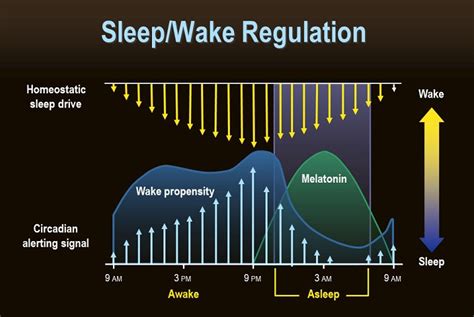 WHAT MAKES US SLEEP Two Process Model Of Sleep