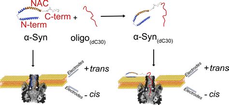Single Molecule Nanopore Dielectrophoretic Trapping Of α Synuclein With Lipid Membranes Cell