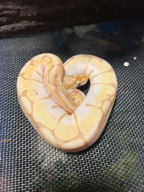Banana Ball Python Artofit