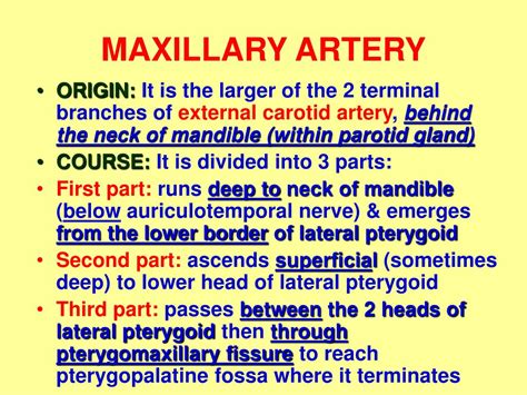 Ppt Infratemporal Fossa Ii Maxillary Nerve And Vessels Powerpoint Presentation Id 1377415