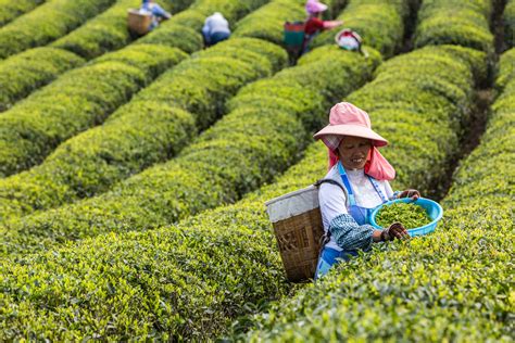 采茶壁纸茶园采茶大山谷图库