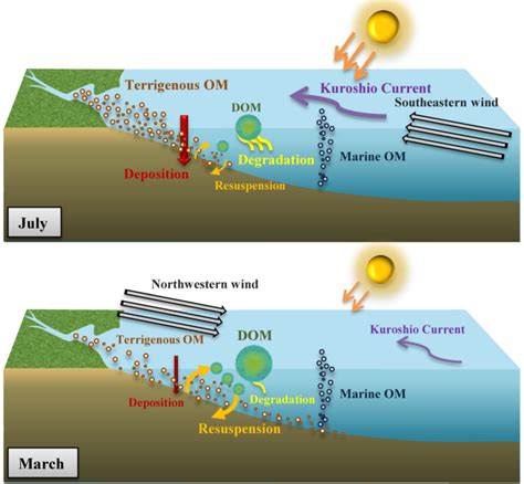 A Conceptional Model Explaining Seasonal Variability In Biogeochemical