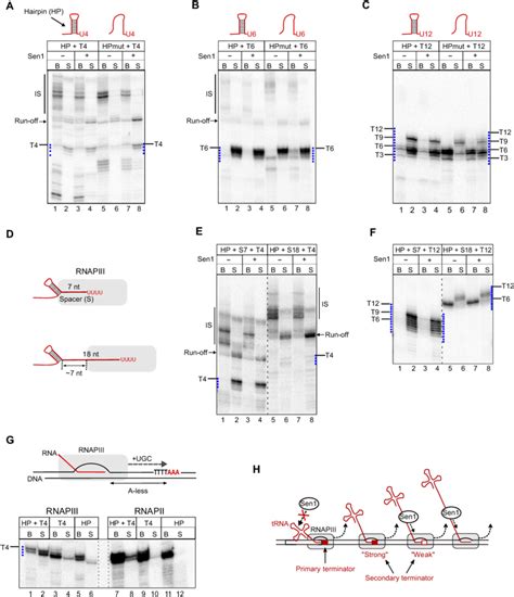 Hairpin Like Structures Forming In The Nascent Rna Can Complement The Download Scientific