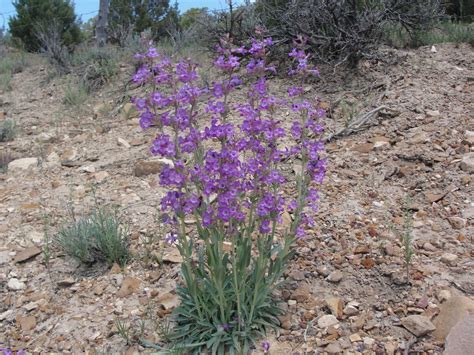 Native Plants Of The Great Basin And Nearby Desert Mountain Visits