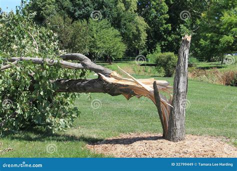 tree broken by storm with splintered trunk royalty free stock images image 32799449