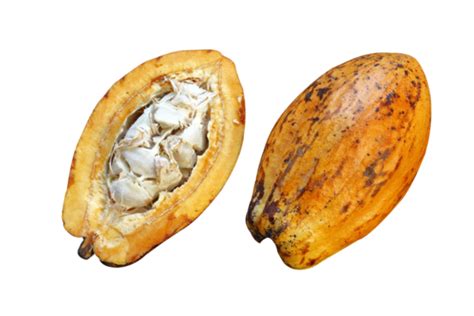 Cocoa Beans PNGs For Free Download