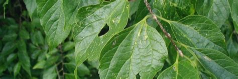 Hackberry Campus Trees