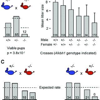 Non Mendelian Inheritance And Sex Ratio Distortion In Alkbh1 Targeted Download Scientific