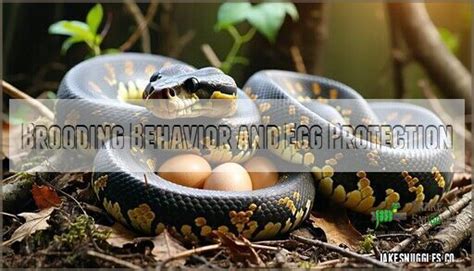 How Many Times A Year Do Pythons Lay Eggs Facts And Breeding Cycles