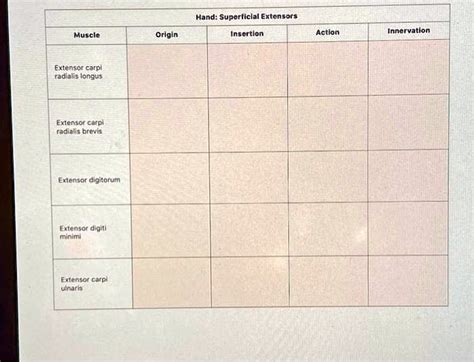 Hand Superficial Extensors Muscle Origin Insertion Action Innervation Extensor Carpi Radialis