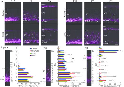 Migration Defect Caused By Expression Of Nachbac In The Developing