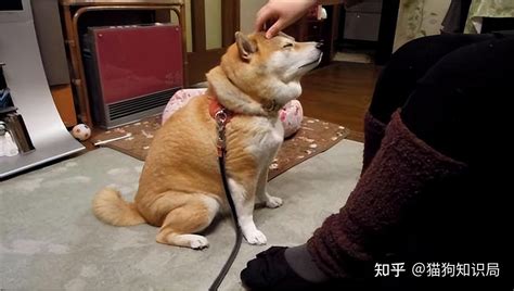 这6部位，狗狗最渴望被“摸”，你越摸它越爱你 知乎