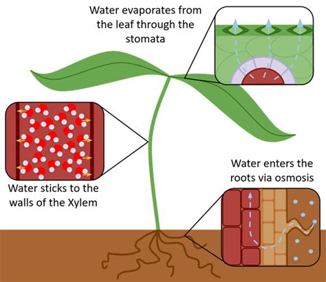 Transpiration Key Stage Wiki