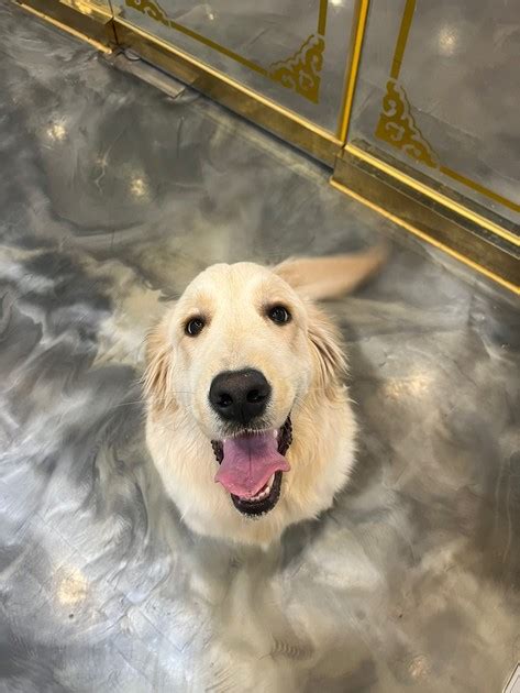 골든리트리버 모찌 토이브리티쉬숏헤어입양 토이스코티쉬폴드입양 토이러시안블루입양 토이강아지입양 토이고양이입양 오드아이먼치킨무료분양 오드아이랙돌무료분양 오드아이브리티쉬숏헤어무료