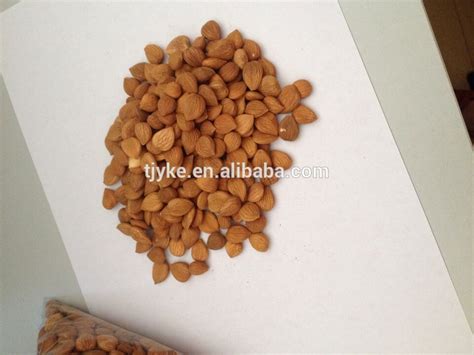 Bitter Apricot Kernels Raw Apricot Seeds China Yke Price Supplier 21food