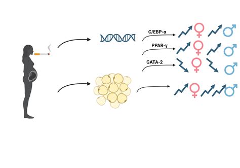 Sex Specific Effects Of Prenatal Nicotine Exposure On Adipocyte Size