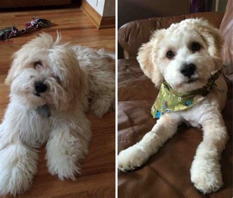 Best Types Of Cavapoo Haircuts We Love Doodles