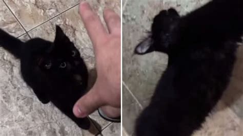 Gatinha Se Finge De Morta Assusta Tutor E Viraliza Na Web Assista