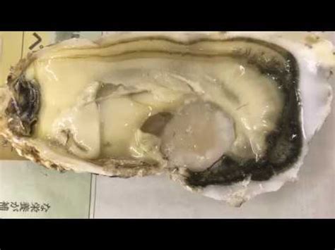 マガキ 心臓の拍動 YouTube