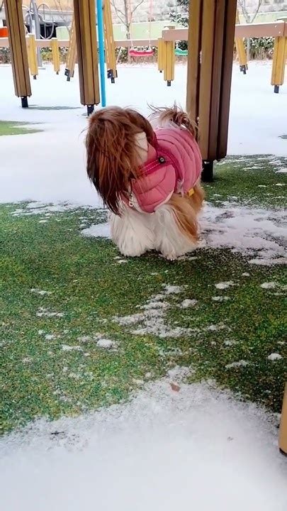 눈 내린날 놀이터에서 자꾸 숨는 강아지 Youtube