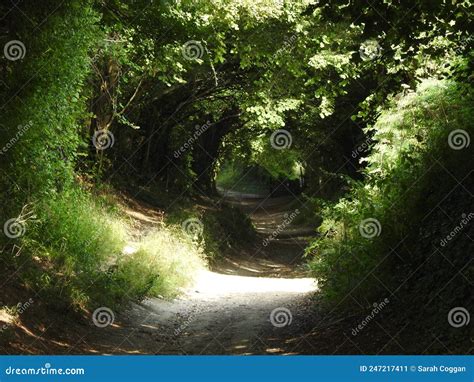 Halnaker Tree Tunnel Path During The Summer Stock Image Image Of