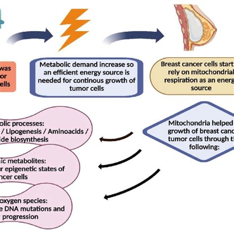 Schematic Diagram Of Mitochondrial Metabolic Function In Breast Cancer